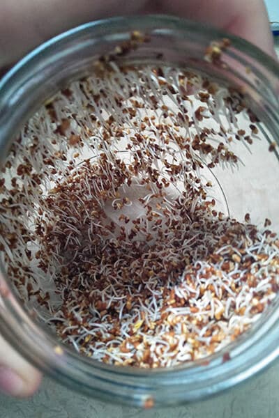 Growing Sprouts at Home: Here’s Your Beginner Guide! - Food Converter